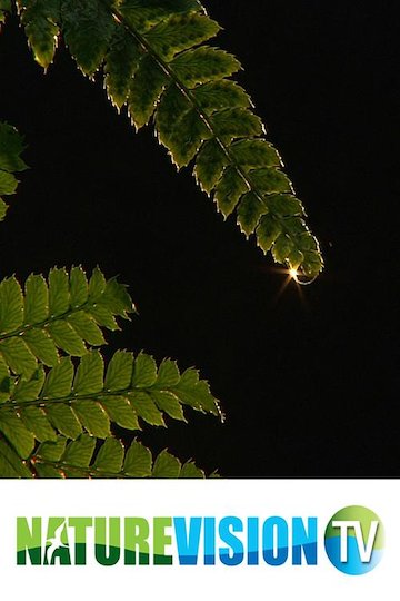 Watch Enchanted Forests Online | 2015 Movie | Yidio