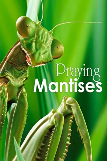 Watch Praying Mantises The Kung Fu Killers Of The Insect Kingdom
