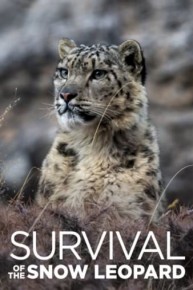 Survival of the Snow Leopard Online | 2020 Movie | Yidio