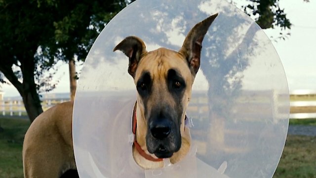 Watch Marmaduke Online | 2010 Movie | Yidio