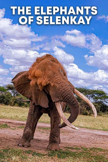 Watch The Elephants of Selenkay Online | 2022 Movie | Yidio