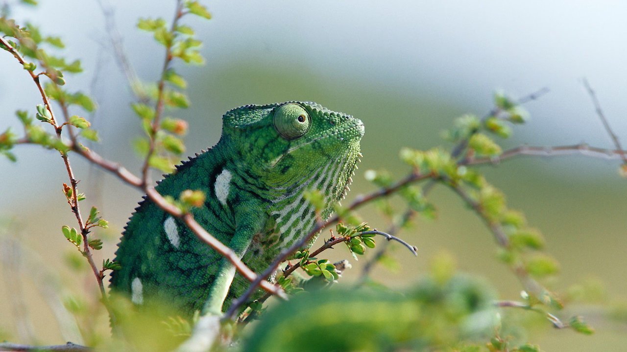 Watch Madagascar or the Great Carnival of the Chameleons Online | 2023 ...