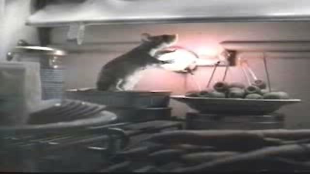 Stream Mouse Hunt Online | 1997 Movie | Yidio