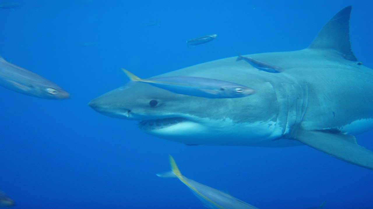 Watch Dive Travel: Great White Sharks - Isla de Guadalupe, Mexico ...