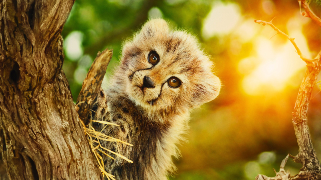 Watch Born to be Wild Season 1 Episode 6 - The Lynx Kitten Online Now