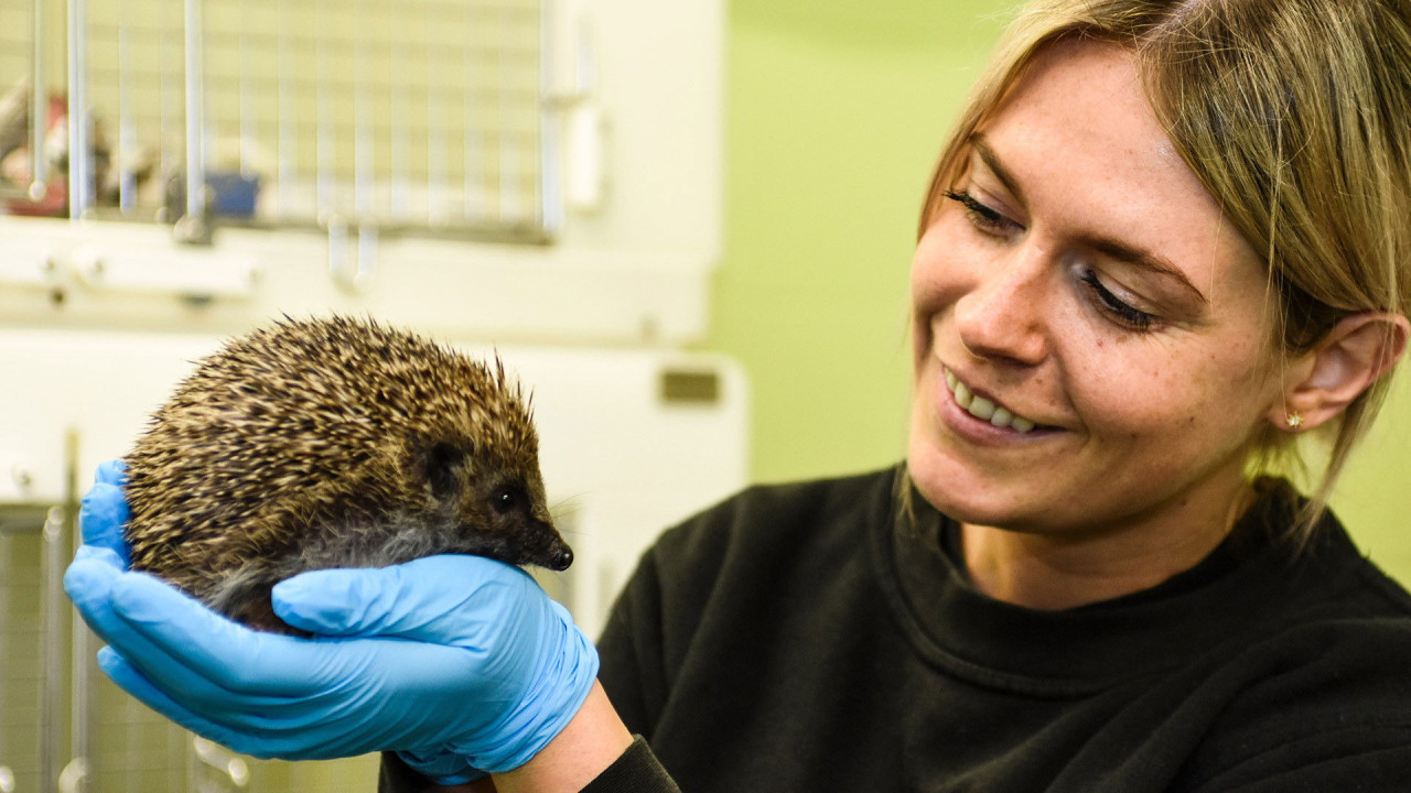 Watch Born to be Wild Season 1 Episode 10 - Beast Online Now