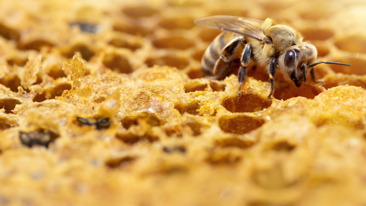 Watch Secrets of the Bees Season 1 Episode 1 - The Hive Online Now