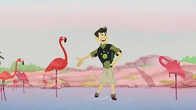 Watch Wild Kratts Season 6 Episode 1 - Mystery of the Flamingo's Pink ...