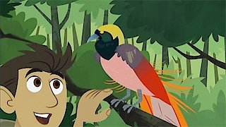 Watch Wild Kratts Season 1 Episode 36 - Birds of a Feather Online Now