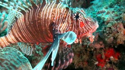 Watch Pure Nature Season 1 Episode 95 - Africa's Primeval Oceans Online Now