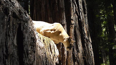 Watch Big Sur: Wild California Season 1 Episode 1 - Big Sur: Wild ...