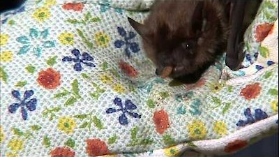 Watch Critter Quest! Season 1 Episode 3 - Episode 3 Online Now