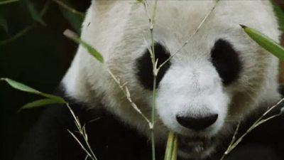 Watch BBC Natural World Collection Season 1 Episode 10 - The Lost Lands ...