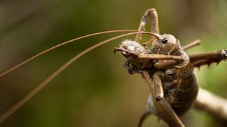 Watch Wild Things With Dominic Monaghan Season 2 Episode 7 - Giant ...