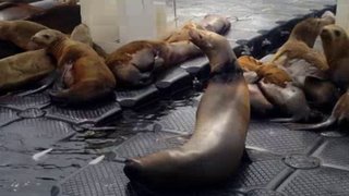 Watch Sea Rescue Online - Full Episodes of Season 7 to 1 | Yidio