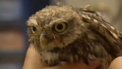 Watch Wildlife SOS Season 1 Episode 3 - Episode 3 Online Now