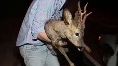 Watch Wildlife SOS Season 1 Episode 4 - Episode 4 Online Now