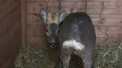 Watch Wildlife SOS Season 2 Episode 2 - Episode 2 Online Now