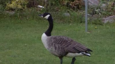 Watch Wildlife SOS Season 2 Episode 4 - Episode 4 Online Now