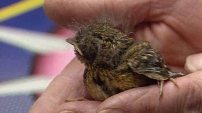 Watch Wildlife SOS Season 2 Episode 5 - Episode 5 Online Now