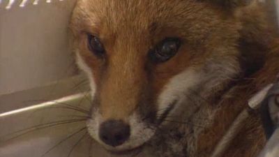 Watch Wildlife SOS Season 2 Episode 15 - Episode 15 Online Now