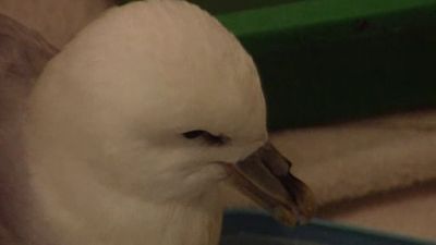 Watch Wildlife SOS Season 2 Episode 17 - Episode 17 Online Now