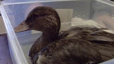 Watch Wildlife SOS Season 2 Episode 20 - Episode 20 Online Now