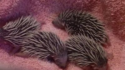 Watch Wildlife SOS Season 2 Episode 22 - Episode 22 Online Now