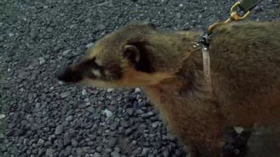 Watch Rescue Vet Season 1 Episode 8 - Kudamundi Online Now