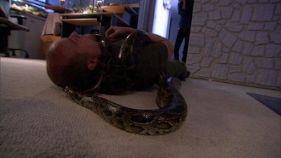 Watch Explorer Season 2 Episode 10 - Python vs. Gator Online Now
