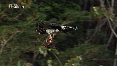 Watch Secret Life of Predators Season 1 Episode 2 - Stealth Online Now