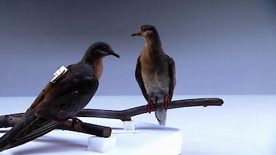 Watch Seriously Amazing Objects Season 1 Episode 1 - Trailblazers ...