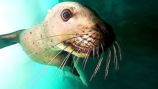 Watch Nature's Great Events Online - Full Episodes of Season 1 | Yidio