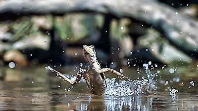 Watch Life UK Season 1 Episode 2 - Reptiles And Amphibians Online Now