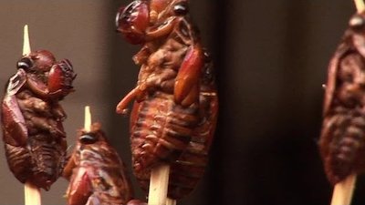 Watch Bizarre Foods with Andrew Zimmern Season 12 Episode 8 - Global ...