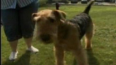 Watch Dogs 101 Season 1 Episode 1 - French Bulldog, Poodle, Airedale ...