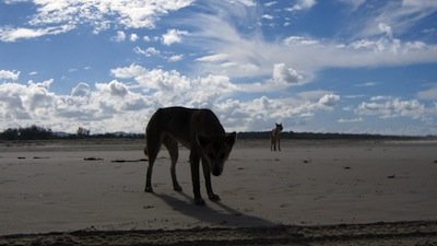 Watch Hunter and Hunted Season 1 Episode 1 - Death Down Under Online Now