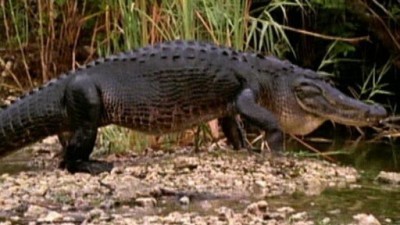 Watch Hunter and Hunted Season 1 Episode 2 - Predators in Paradise ...