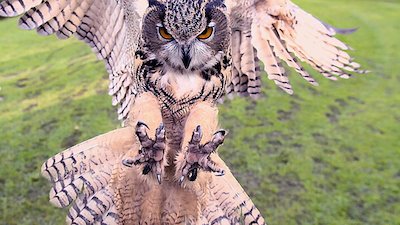 Watch Animal Armory Season 1 Episode 2 - Jaws and Claws Online Now