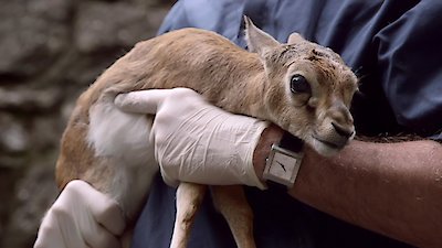 Watch The Zoo Season 1 Episode 2 - Handle With Care Online Now