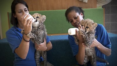 Watch The Zoo Season 1 Episode 3 - Walk on the Wild Side Online Now