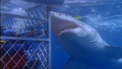 Watch Shark Week Season 1998 Episode 1 - Prehistoric Sharks Online Now