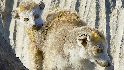 Watch Land of Primates Season 1 Episode 2 - Lemurs of Madagascar Online Now