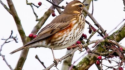 Watch Countryfile Season 2 Episode 49 - Rockingham Castle Online Now