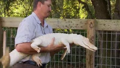 Watch Python Hunters Season 2 Episode 2 - Lizards Gone Wild Online Now