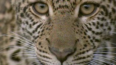 Watch Big Cat Diary Season 1 Episode 5 - Episode 5 Online Now