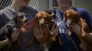 Watch If I were an Animal Online - Full Episodes of Season 1 | Yidio