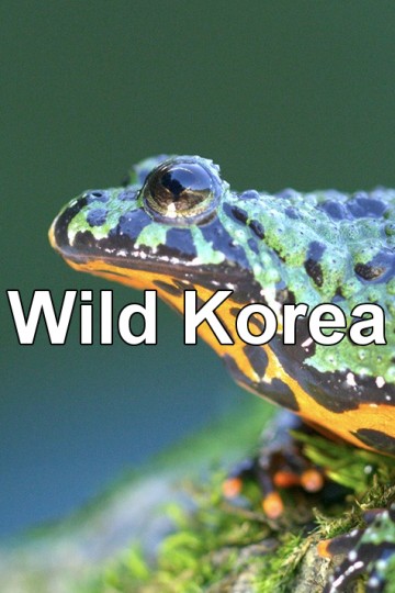 Watch Wild Korea Online (2019) - Stream Episodes & Seasons
