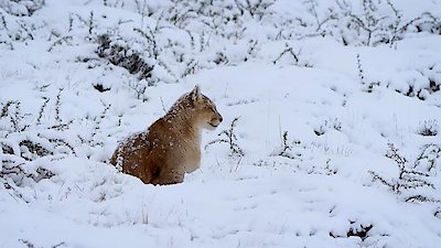 Watch Wild Chile Season 1 Episode 1 - Ends of the Earth Online Now