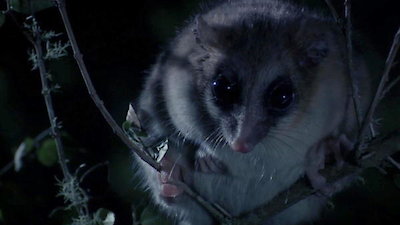 Watch Wild Chile Season 1 Episode 2 - Land Before Time Online Now